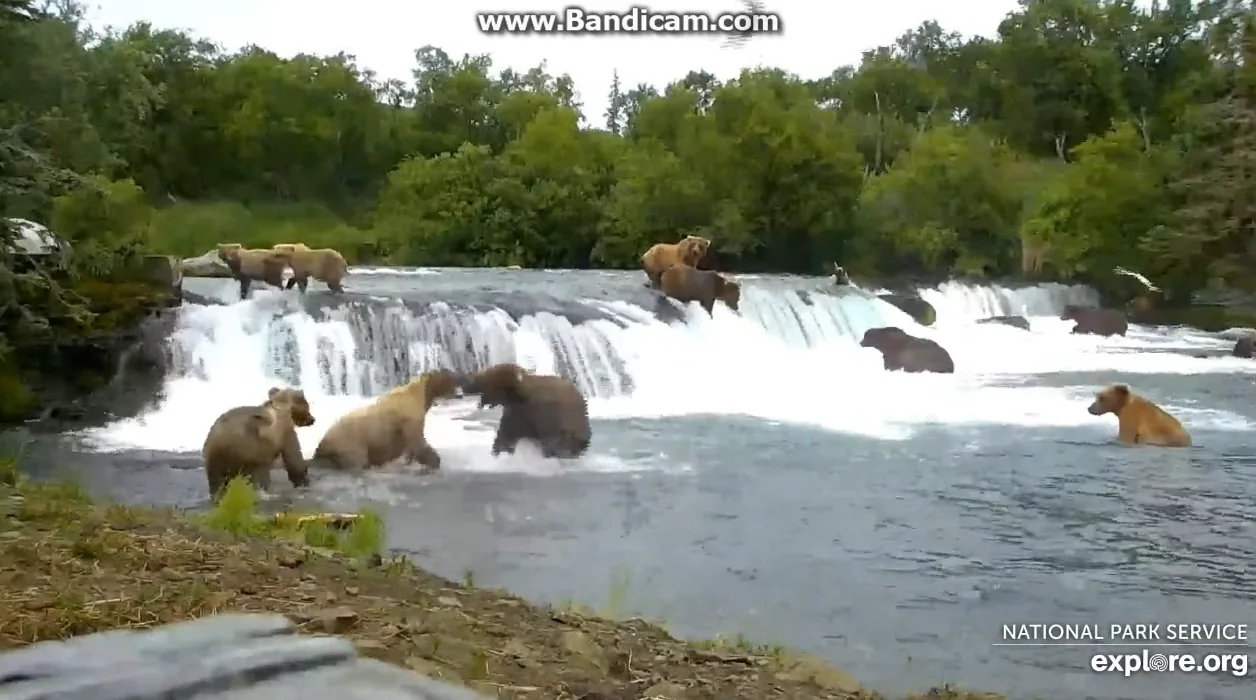 807 Causes 128 to Drop Fish 910 Nearly Gets It 128 Breaks it Up 912 ...