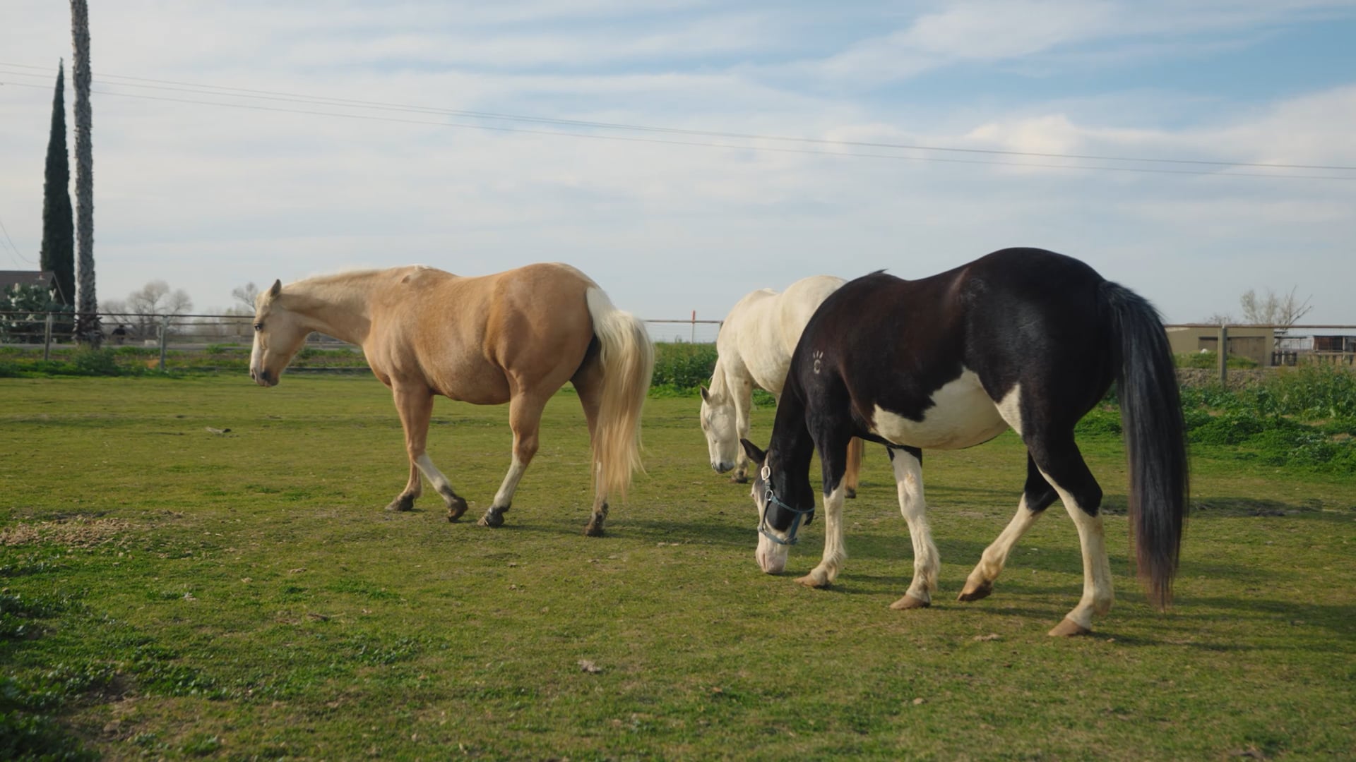 LS Quarter Horses