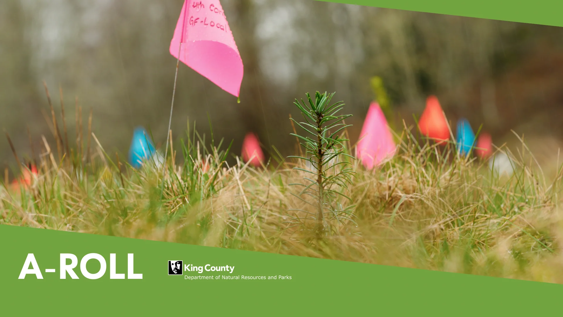 A-roll: Climate-adaptive tree planting