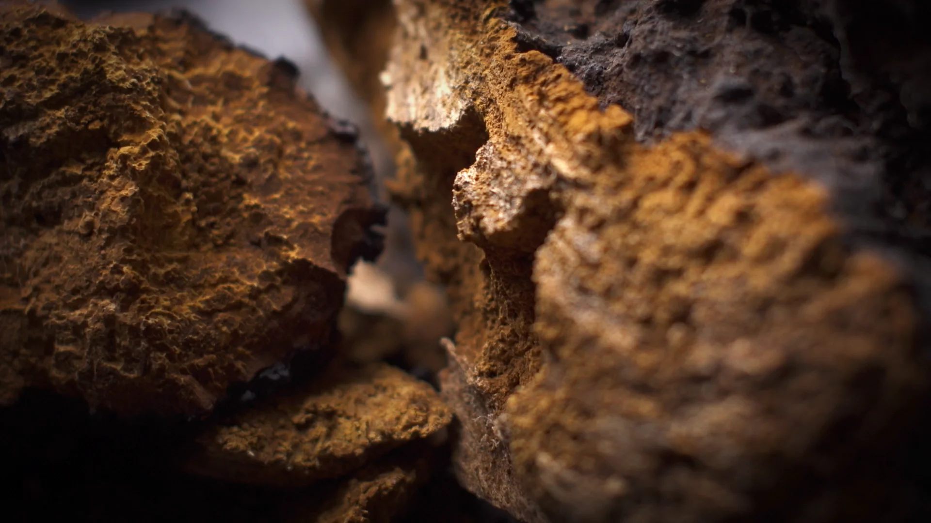 Root & Bones - CHAGA TEA