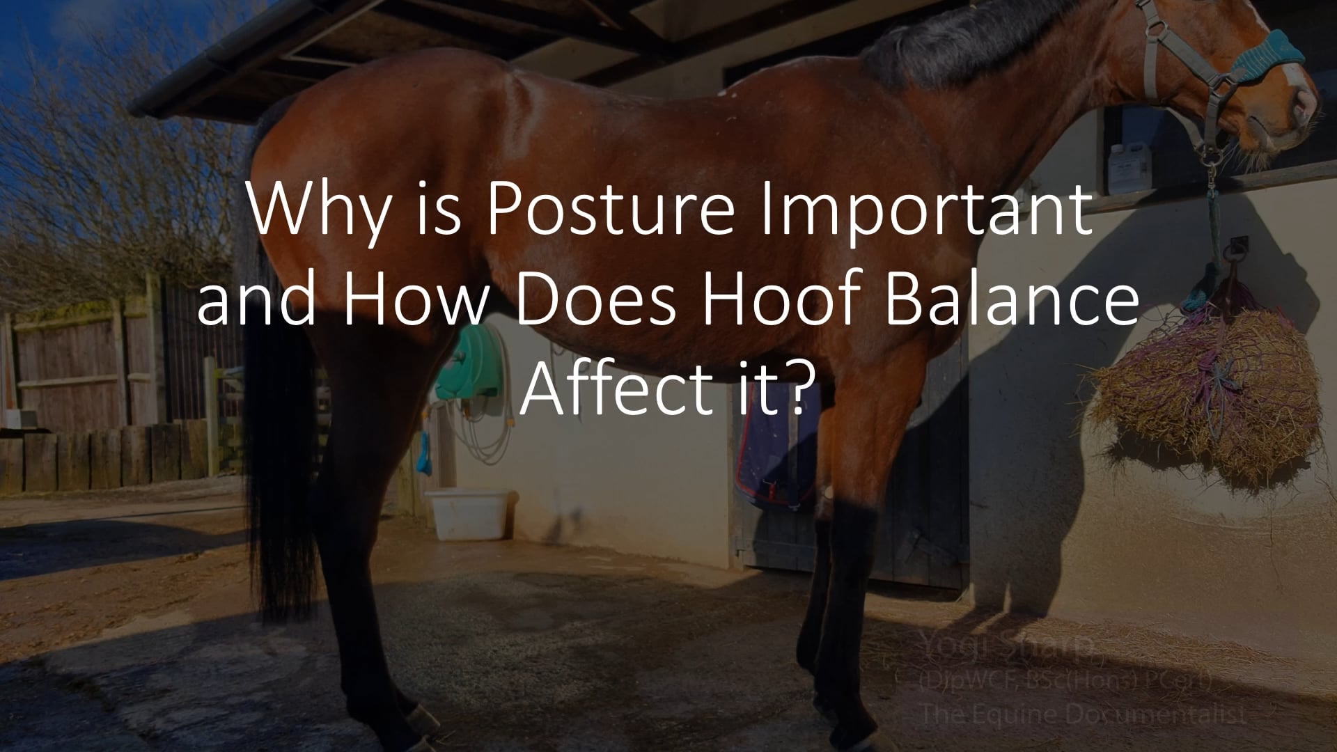 How Hoof Balance Affects Posture | Ridely