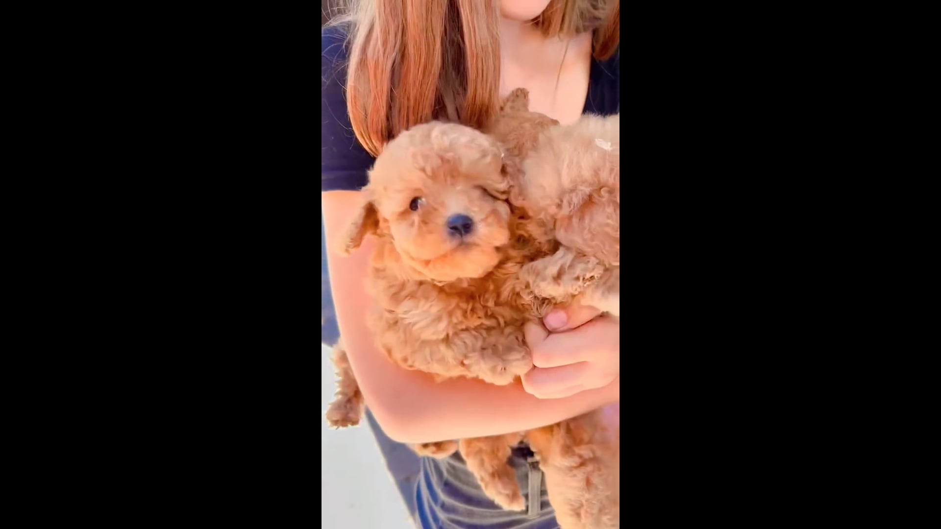 Top Poodles Breeders in Your Area - Honey Puff Doodles