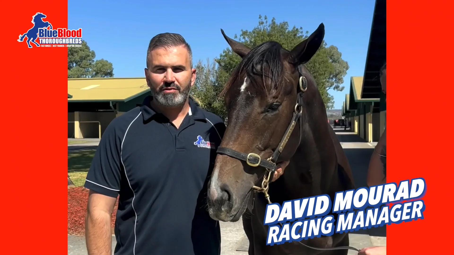 384 Helbent x Glasgow Grey Colt David 1