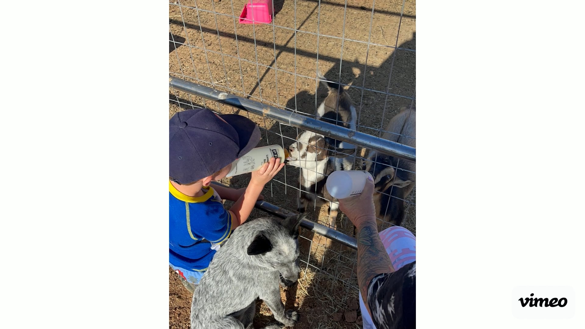 Eco-Friendly Goat Grazing & Dwarf Goats | Goat Patrol AZ