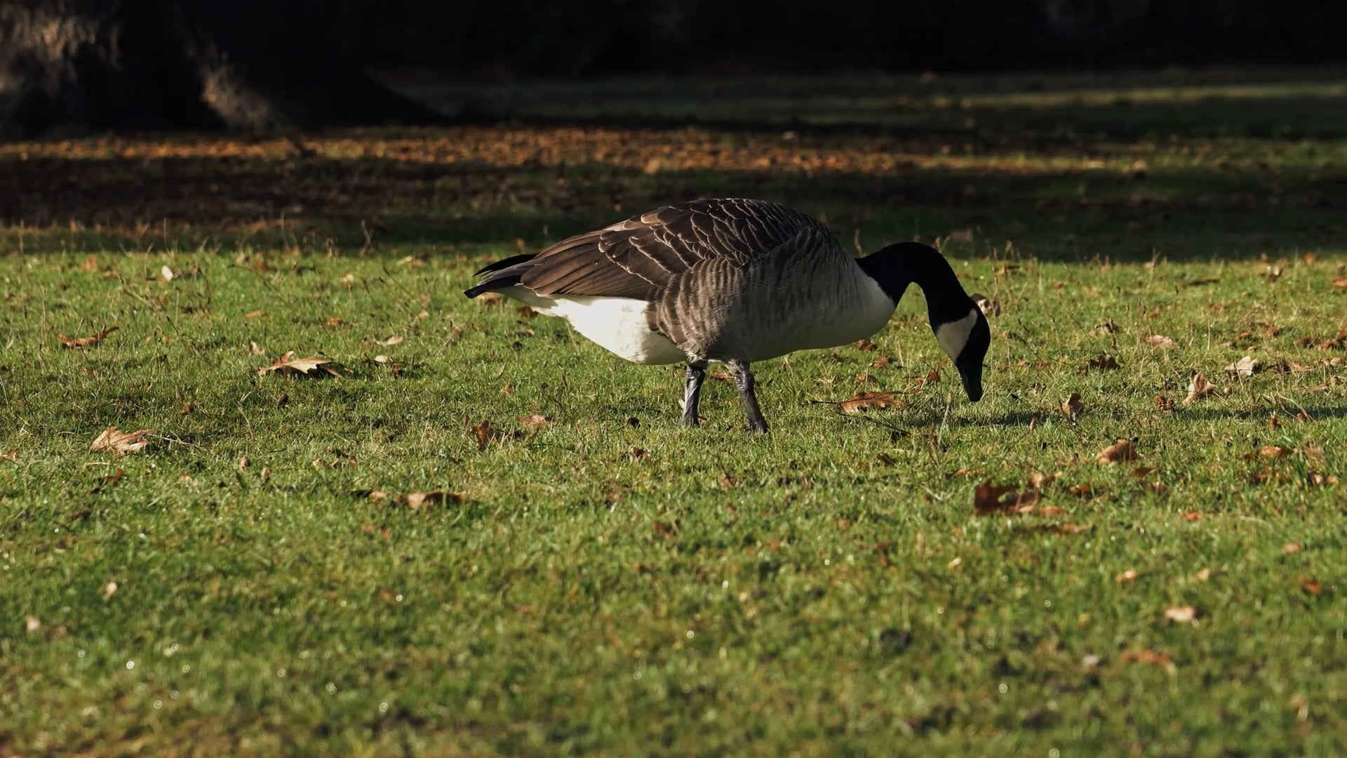 Get Rid of Geese with Geese Gone Guys