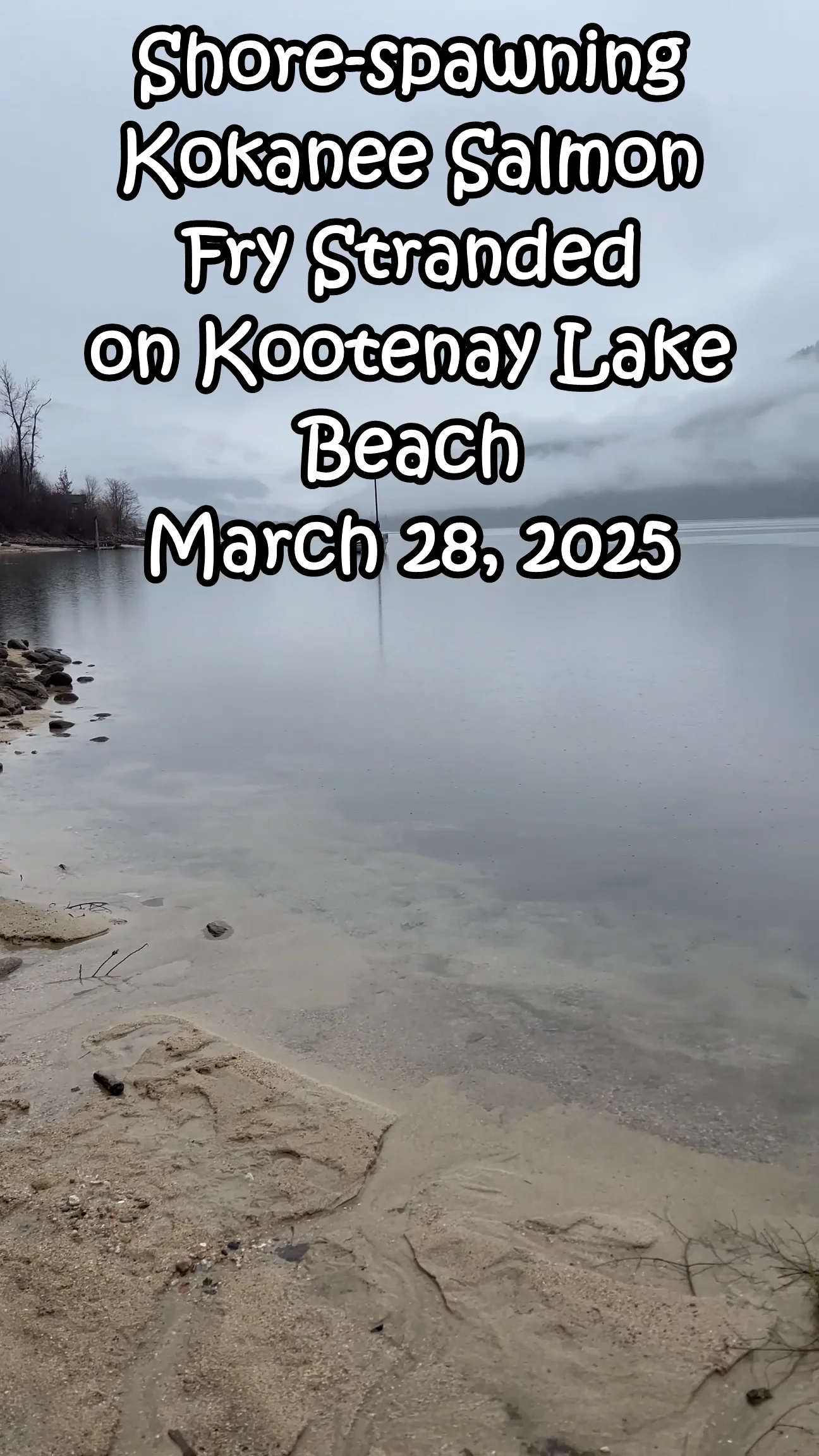 Kokanee Shore-spawning Fry Stranded On Kootenay Lake - 2025