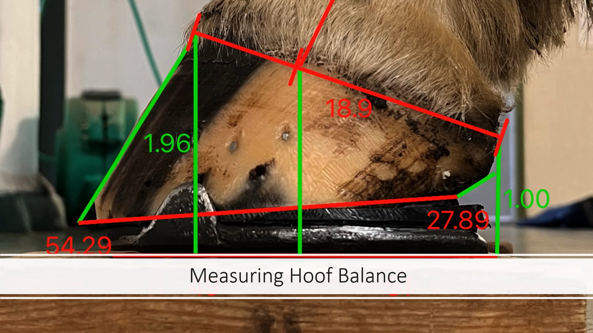 How to Measure Hoof Balance | Ridely
