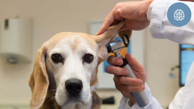 Centralcpd on-demand