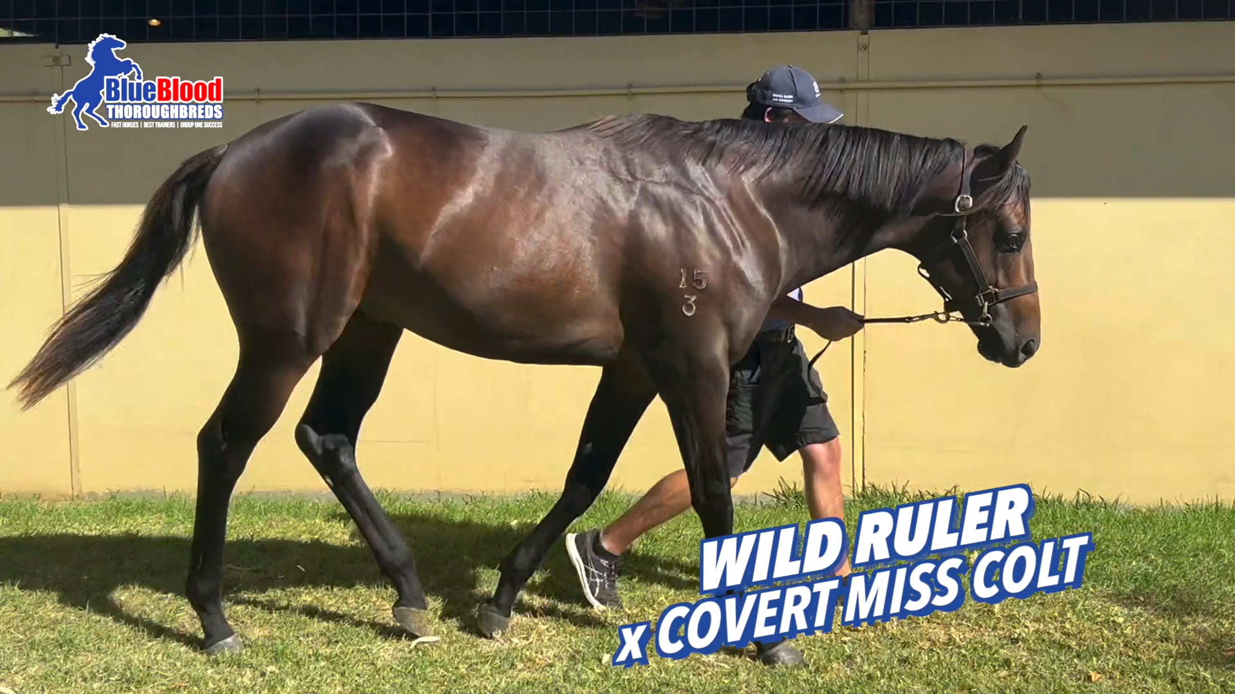 Lot 308 Wild Ruler x Covert Miss Colt PROMO