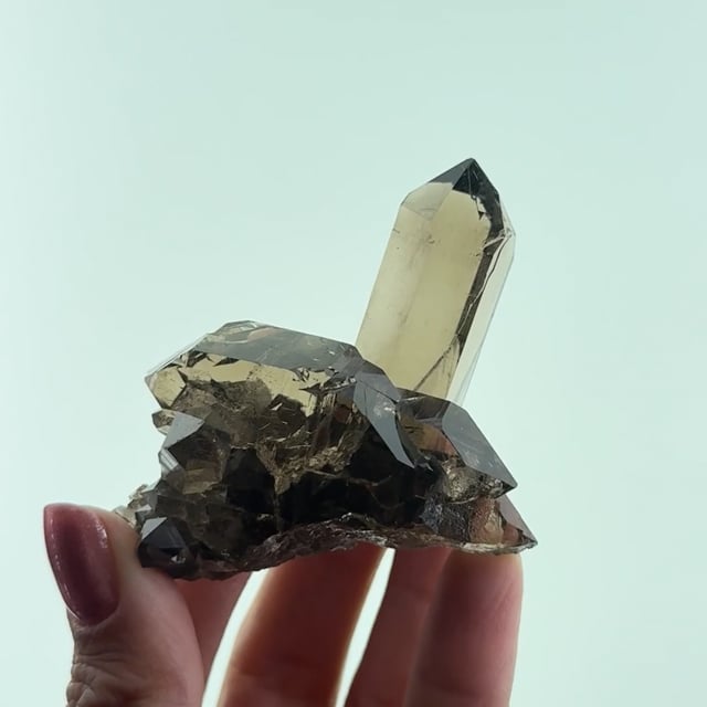 Smoky Quartz (Gwindel) on Smoky Quartz - HALP25-014 - Cavardiras Valley - Switzerland Mineral ...