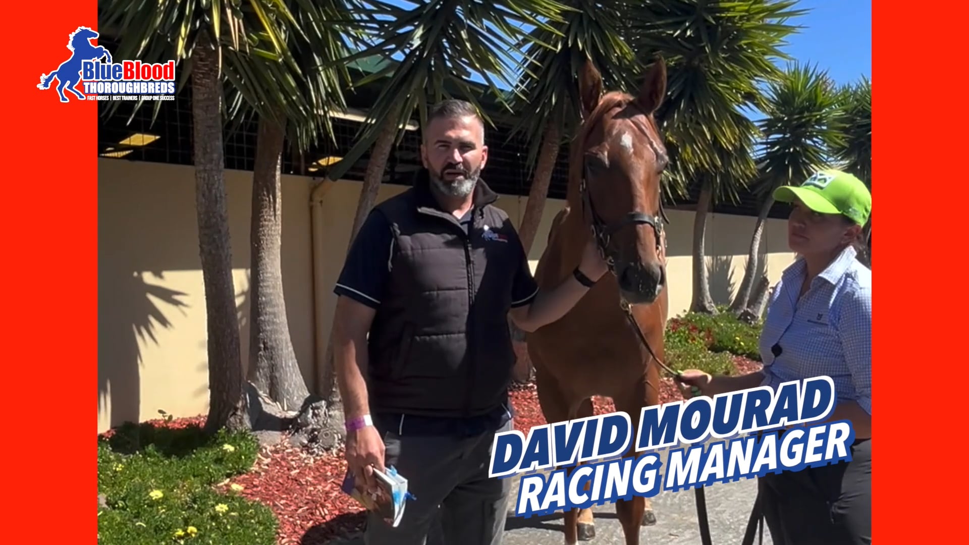 Lot 159 Star Turn x Sweet Little Lies colt DAVID