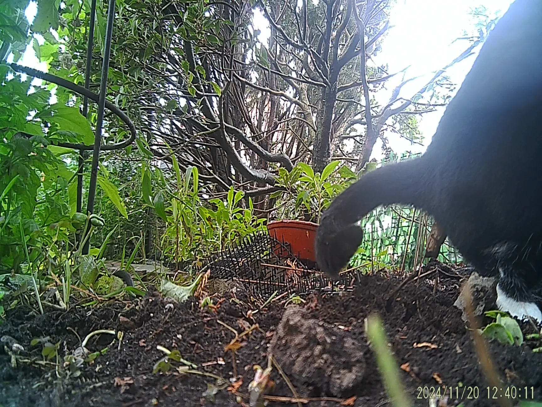 Poepende poes op de vogelvoederplaats in het dorp G.
