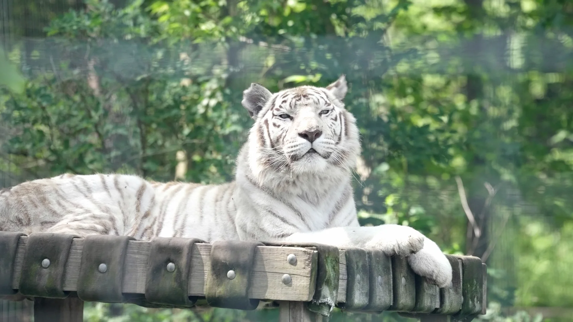 Black Pine Animal Sanctuary Brand Story