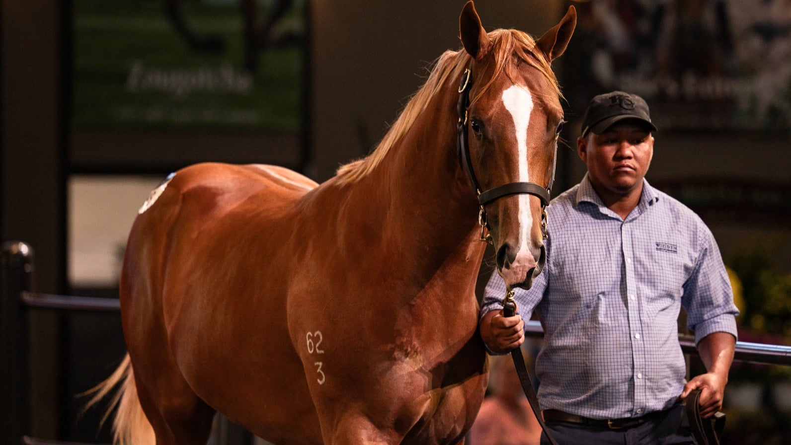 Inglis TV - Lot 198 & 217: 2025 Inglis Easter Yearling Sale on Vimeo