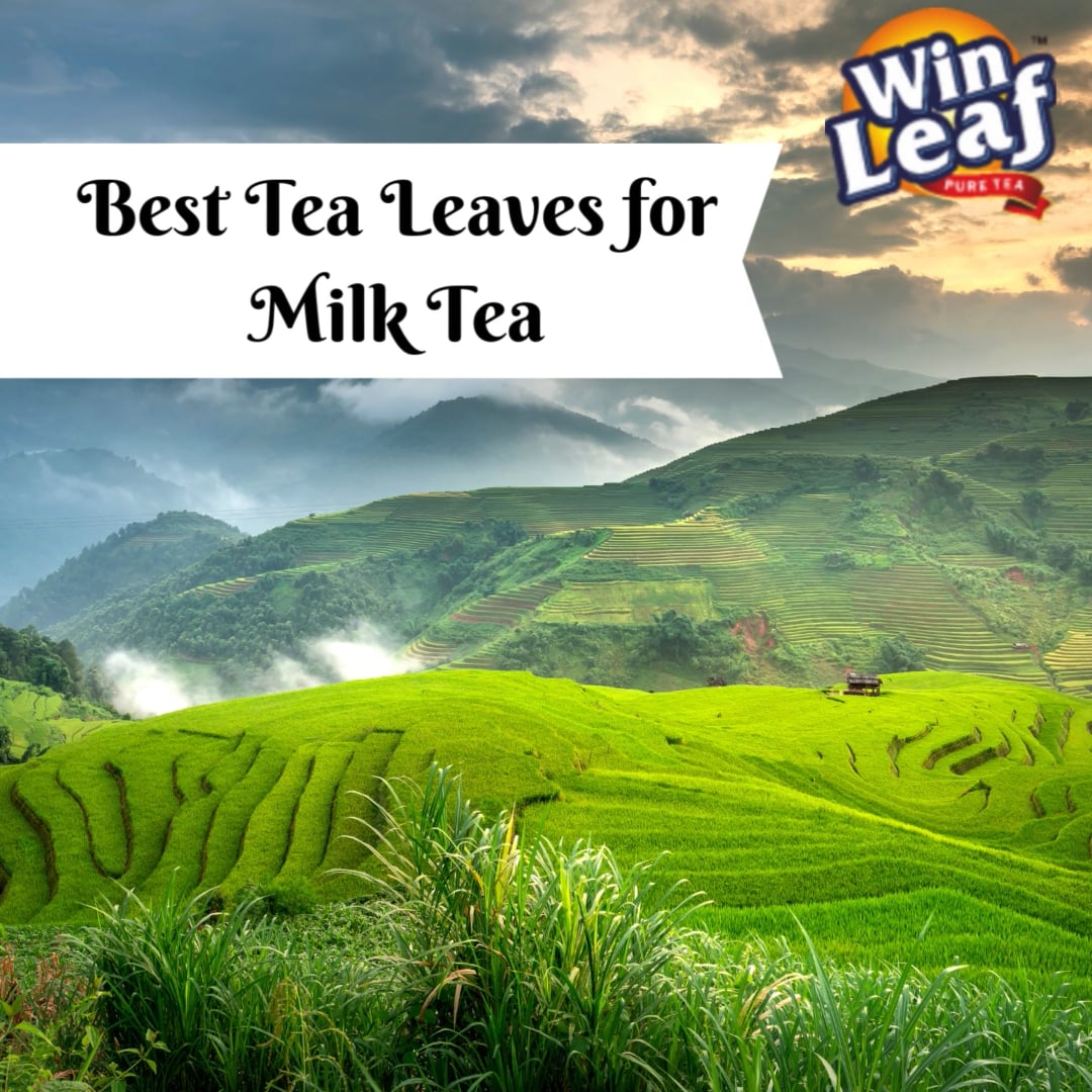 Best Tea Leaves for Milk Tea - WinLeaf Tea (4)