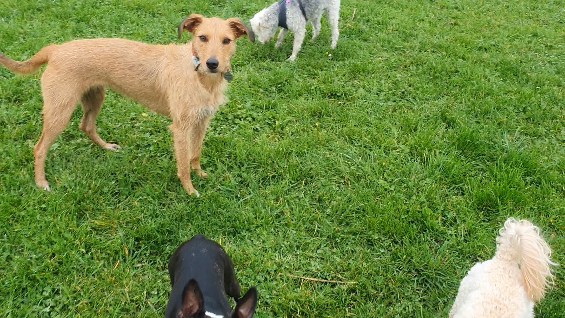 Professional Dog Walker Services | Pet Minder