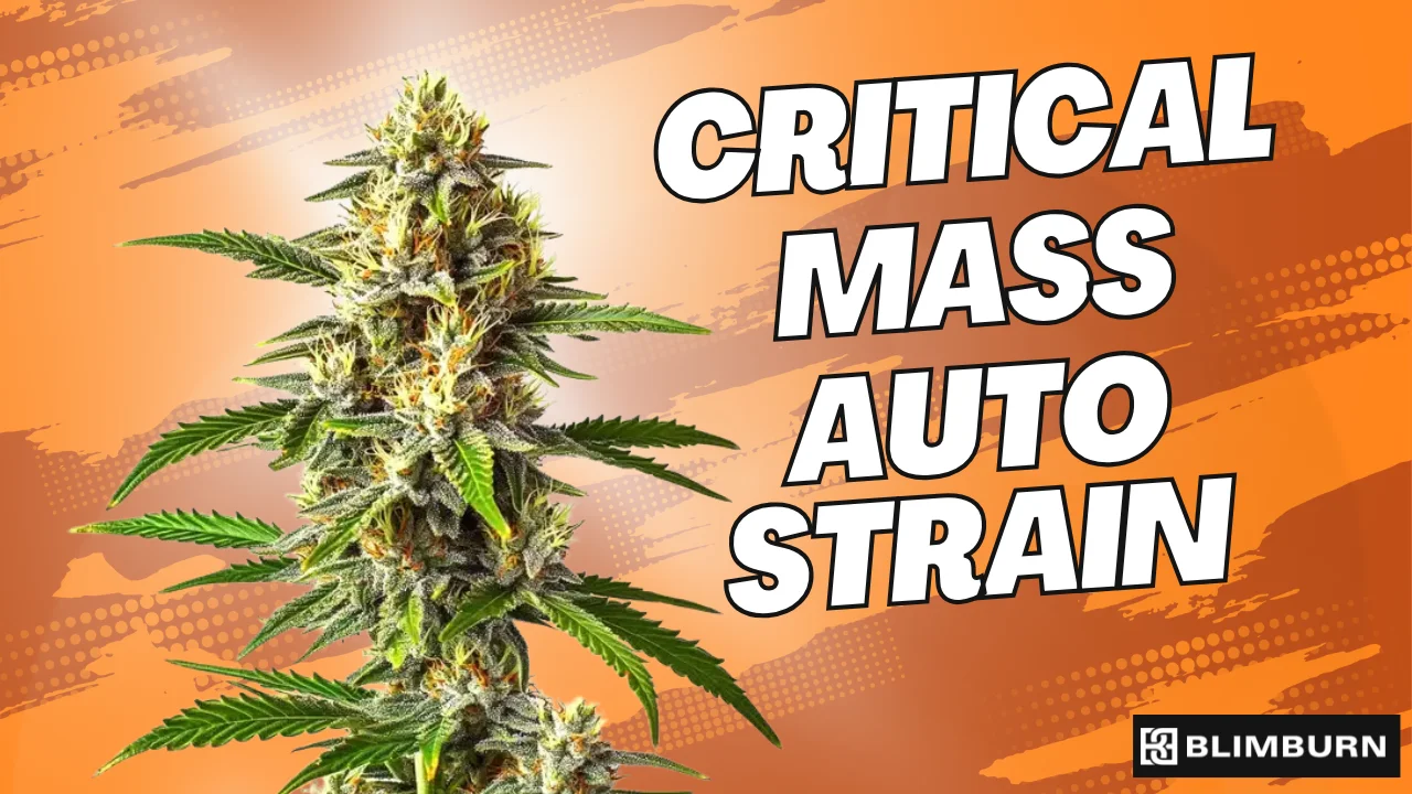 CRITICAL MASS AUTO STRAIN