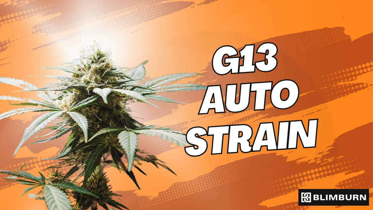 G13 AUTO STRAIN