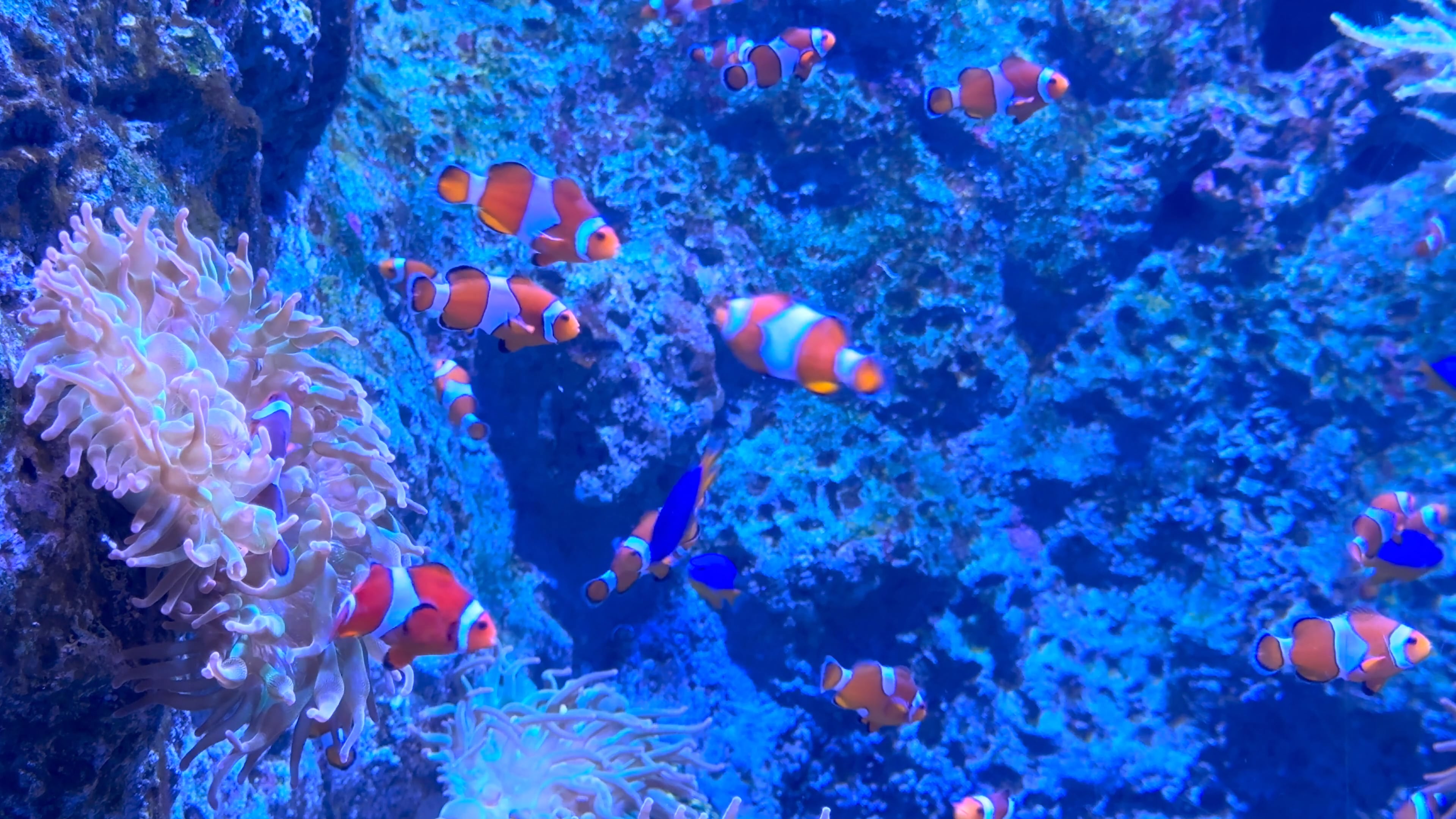 Watch 1 Hour of Beautiful Clownfish & Coral Reef (4K) - Ocean Sounds ...