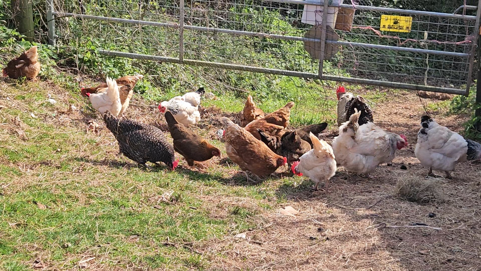 Cluckingham Palace | Devere Farm