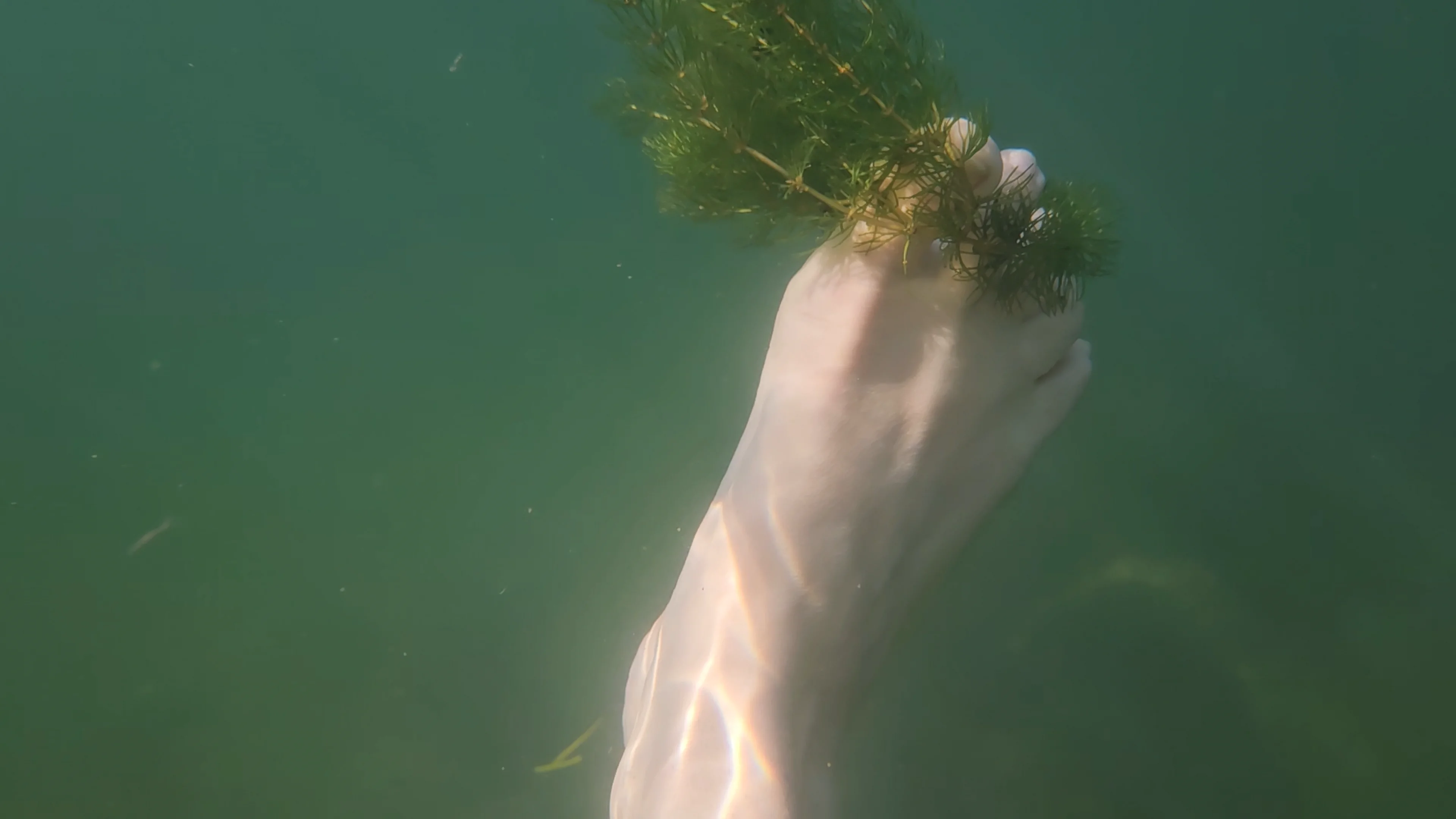 Stephanie Bothe_Wuchere Hier_2024_mp4