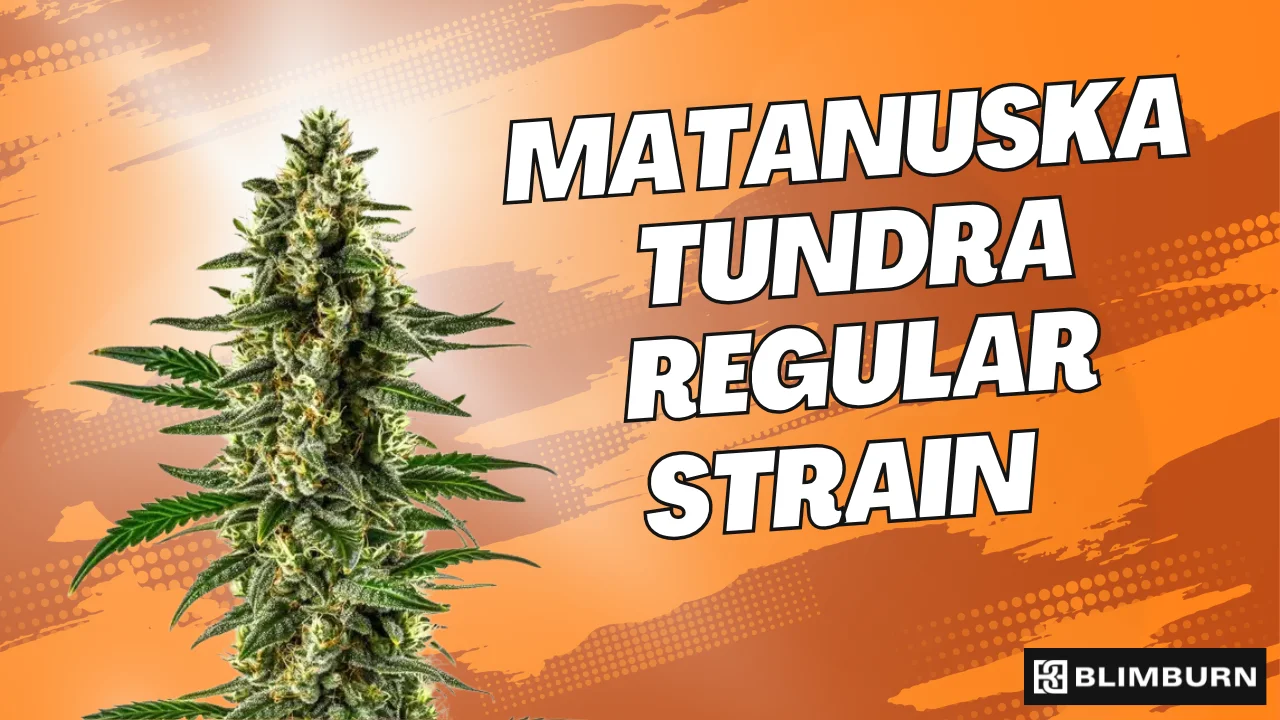 Matanuska Tundra Regular STRAIN