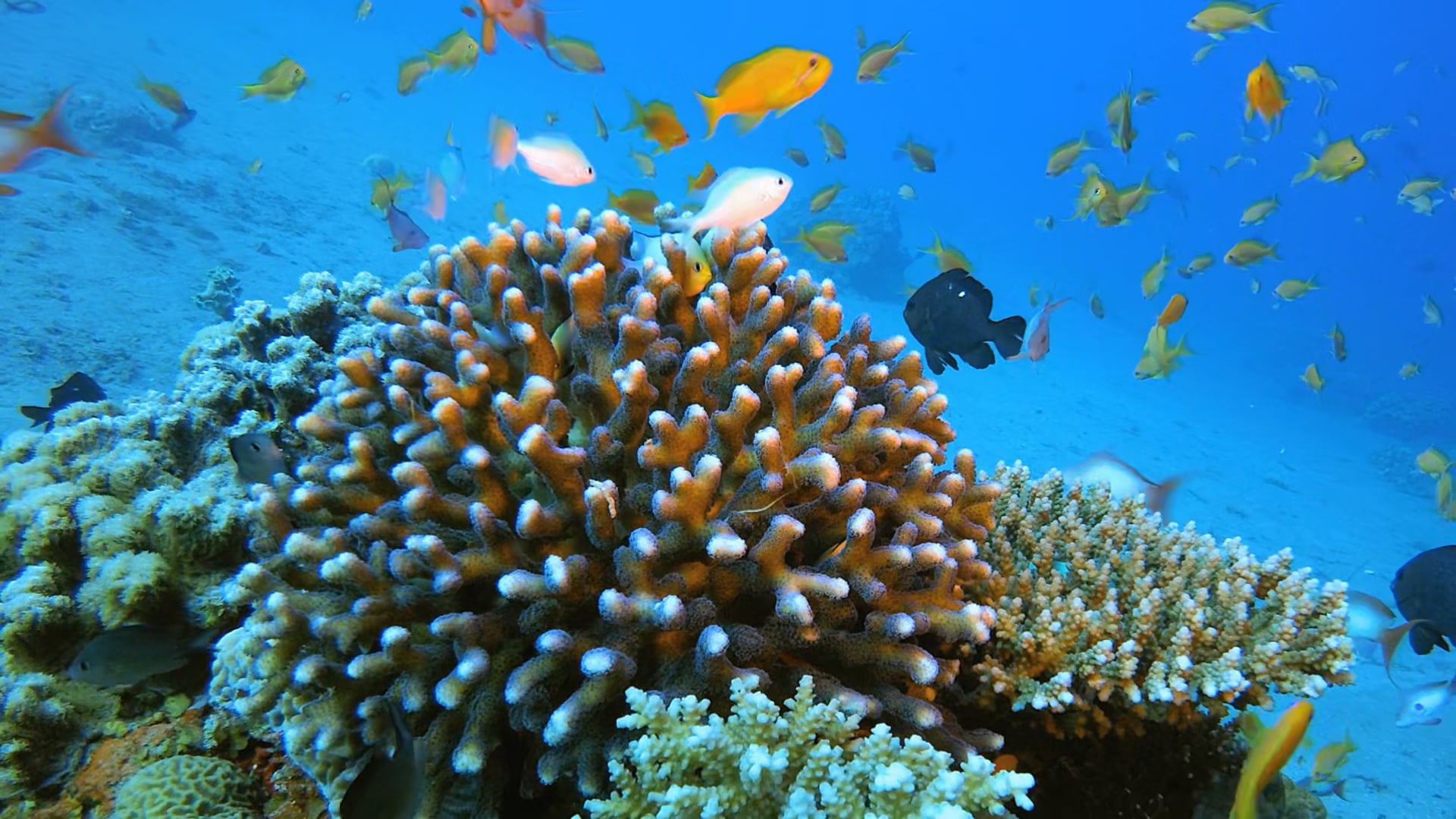 Coral Reef Technology