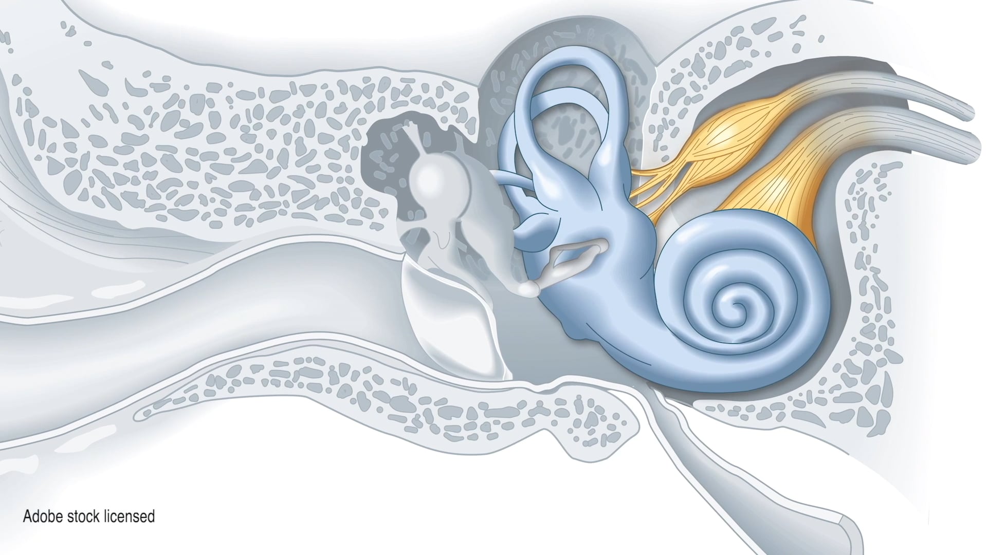 Immune response and genetics of hydropic inner ear disease (Meniere's)