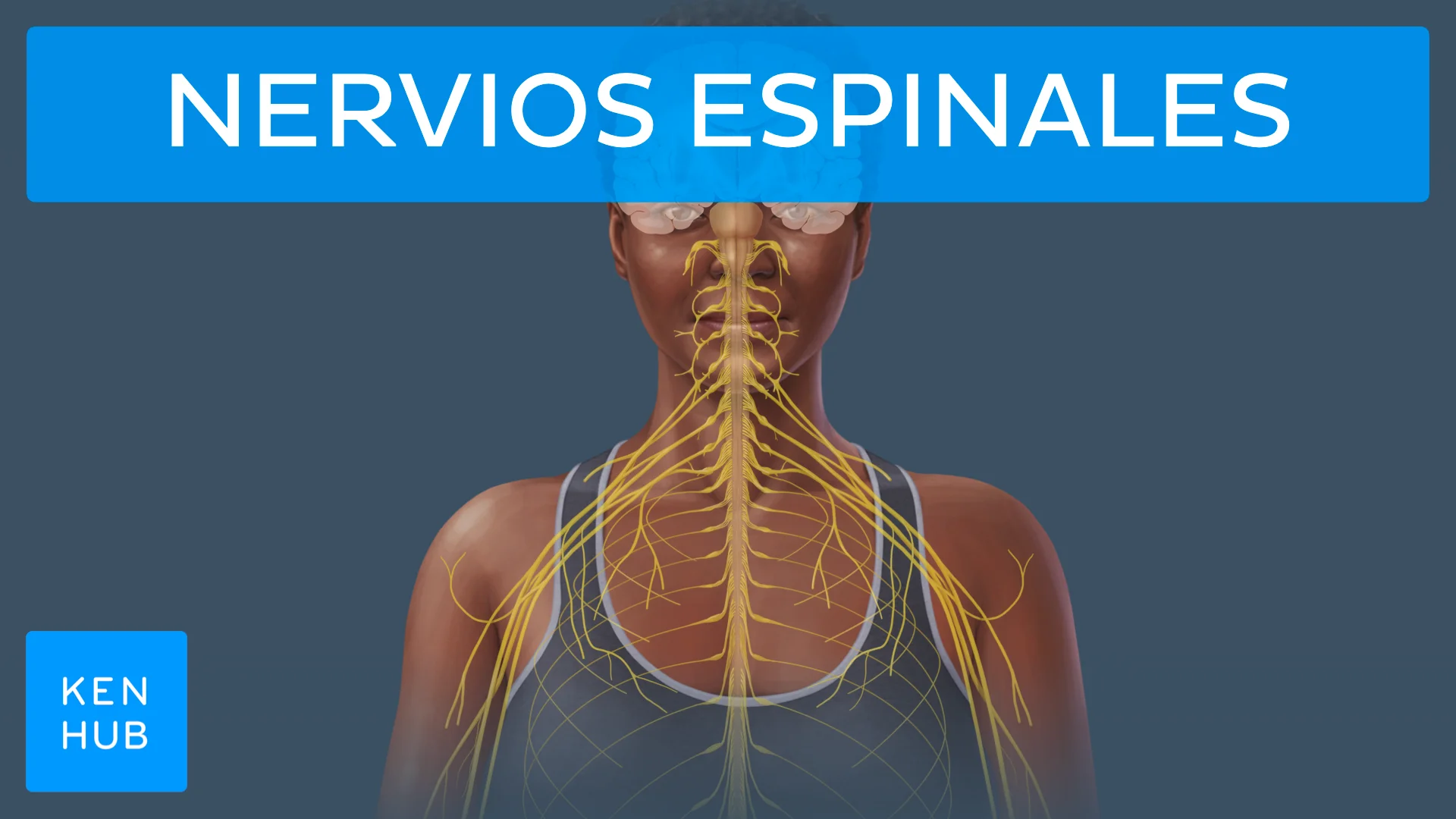 Nervios Espinales