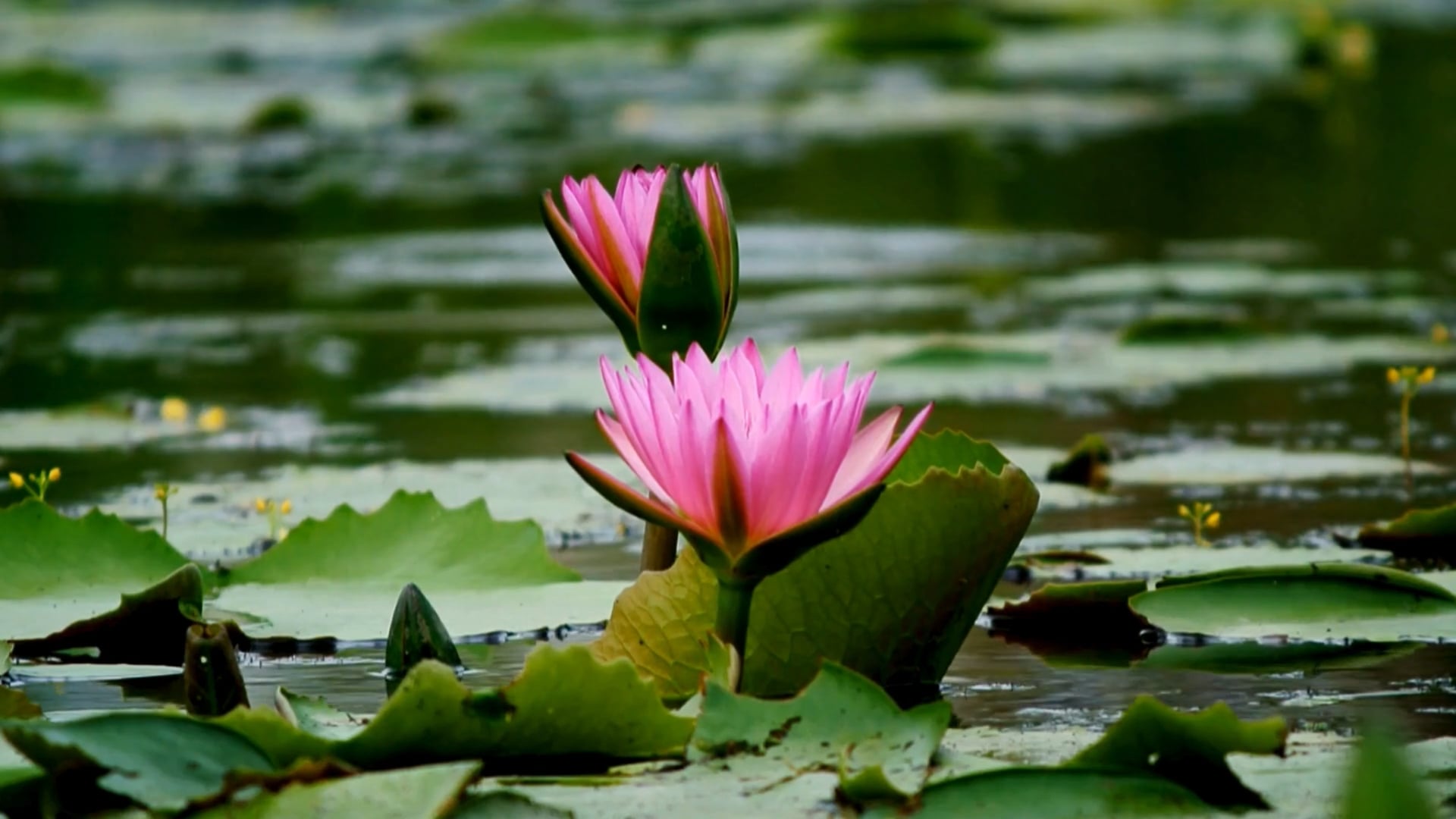 Robyn Jordan, MD, PhD