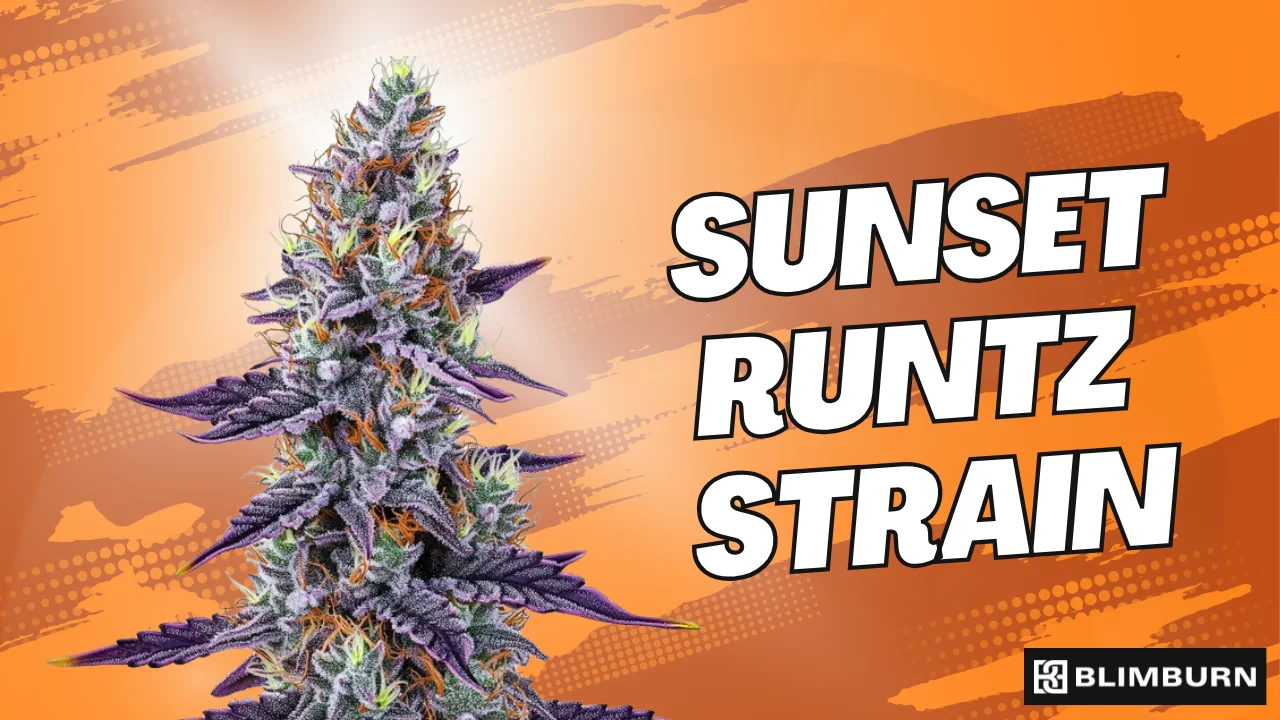 SUNSET RUNTZ STRAIN