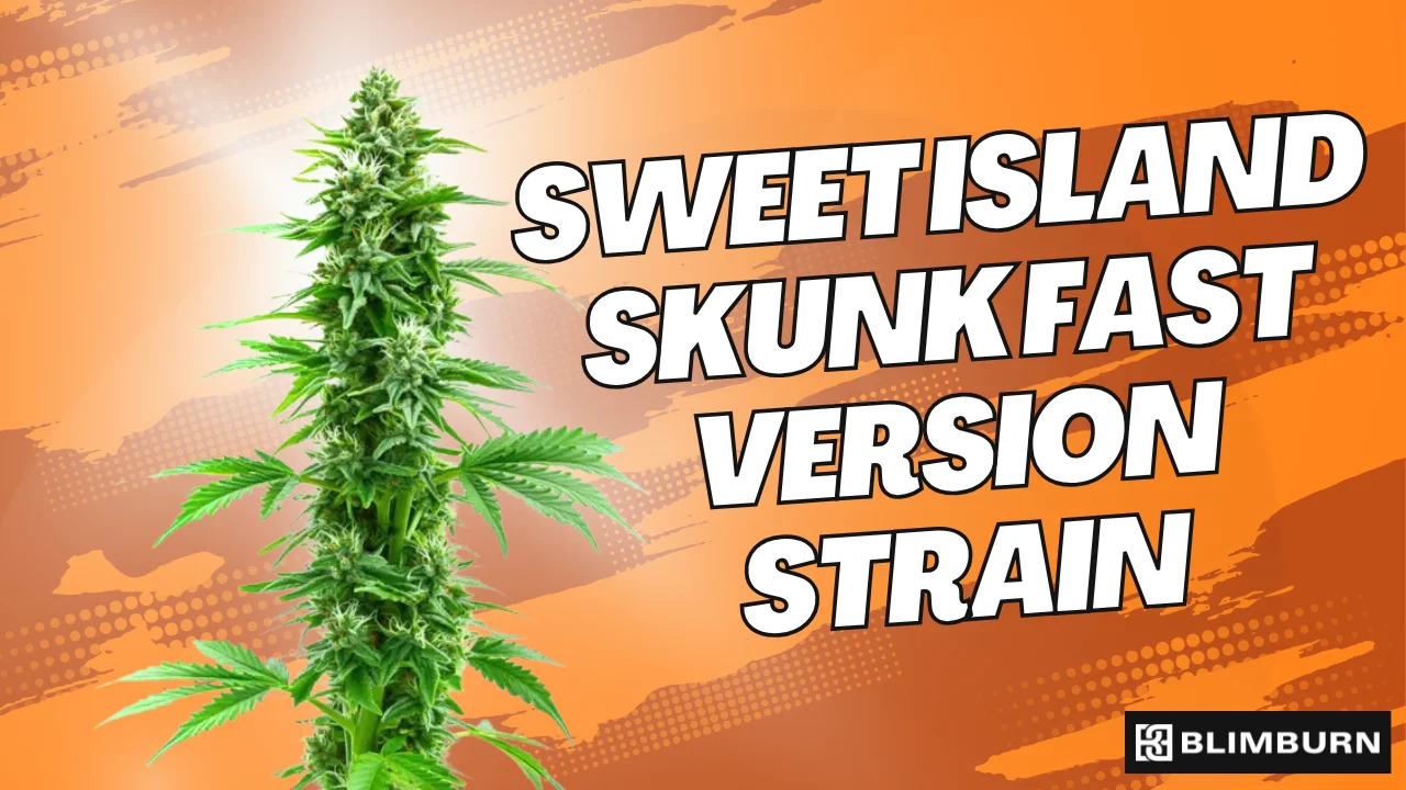SWEET ISLAND SKUNK FAST VERSION STRAIN