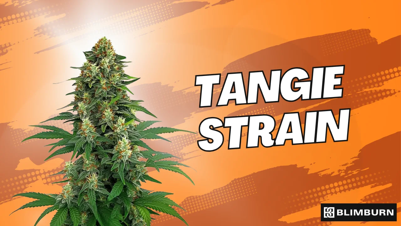 TANGIE STRAIN