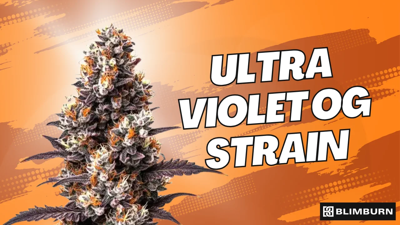 ULTRA VIOLET OG STRAIN