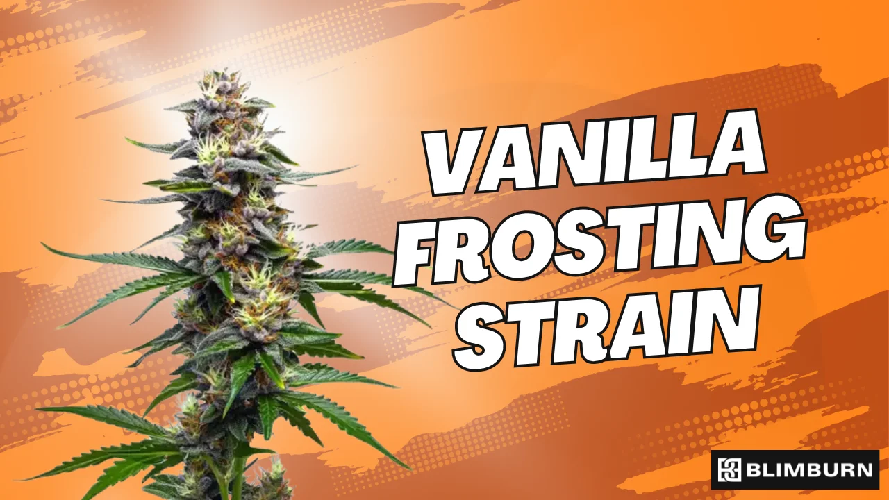 VANILLA FROSTING STRAIN
