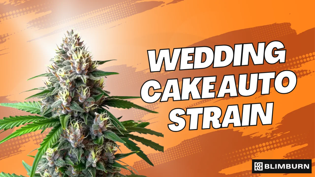 WEDDING CAKE AUTO STRAIN