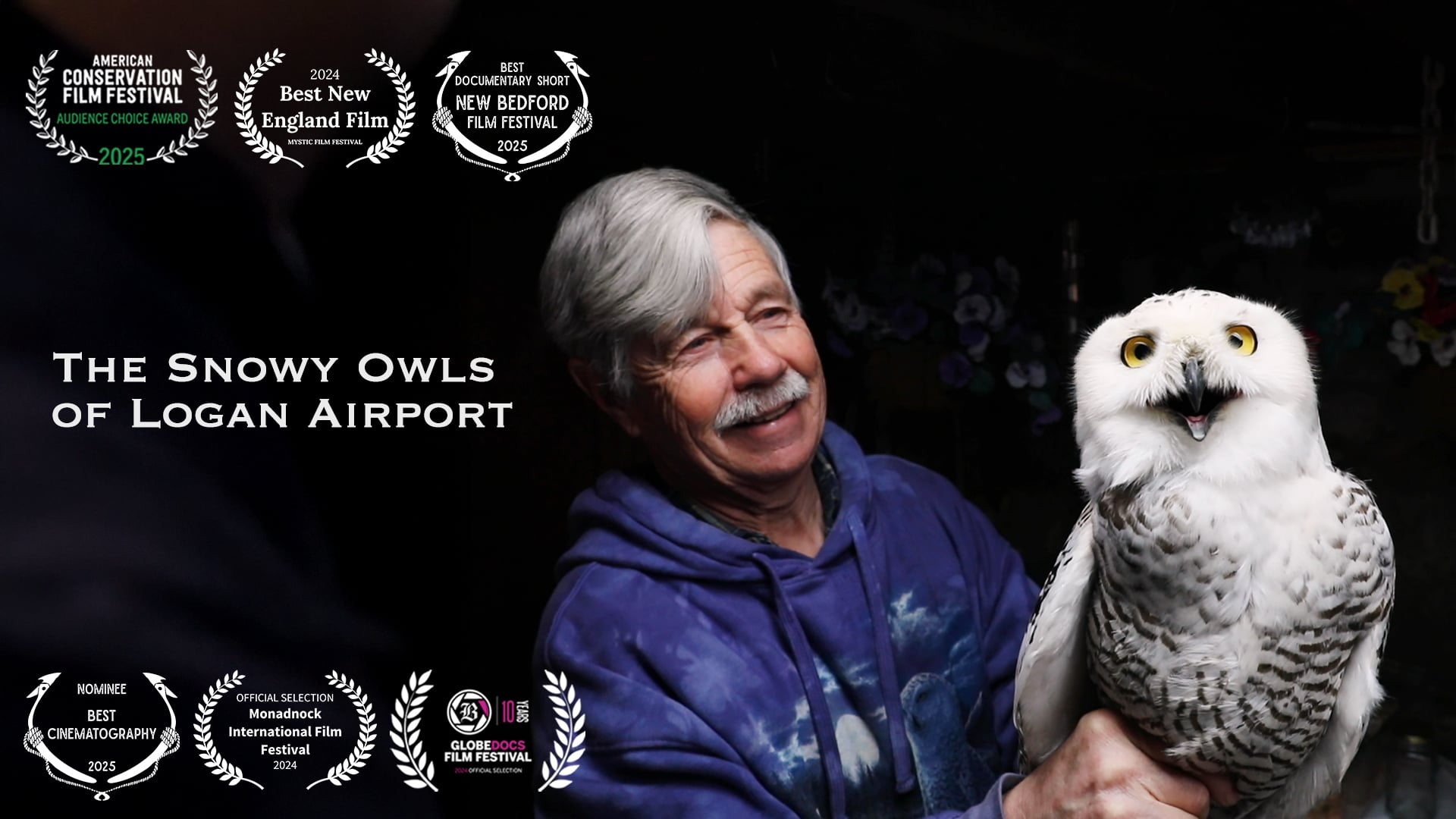 The Snowy Owls of Logan Airport