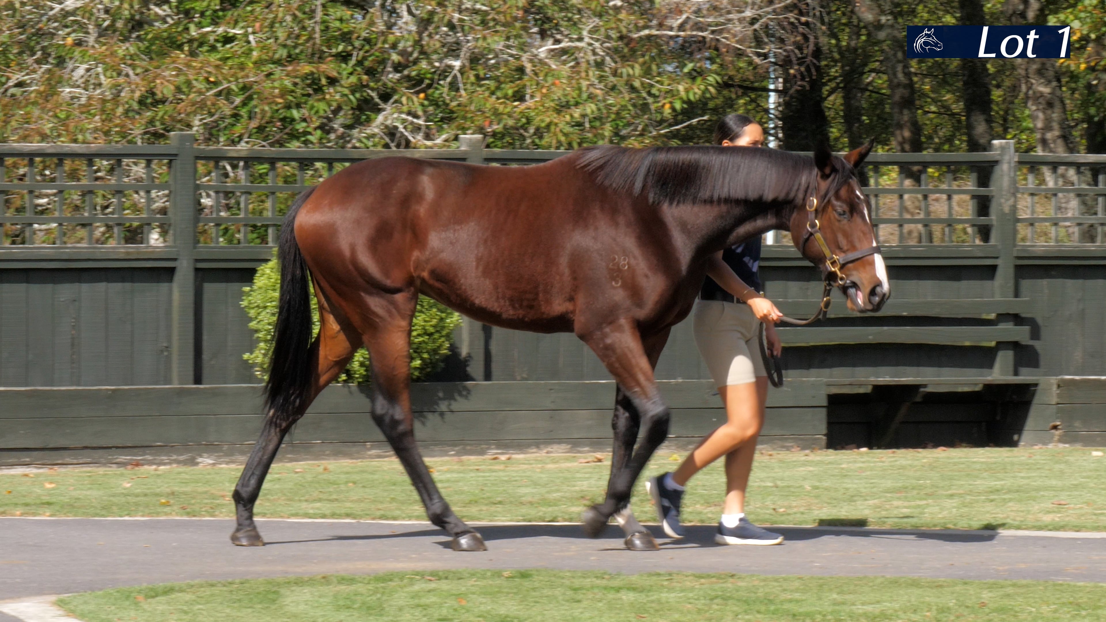 Lot 1 - ShamExpress ex. Rose Grace filly
