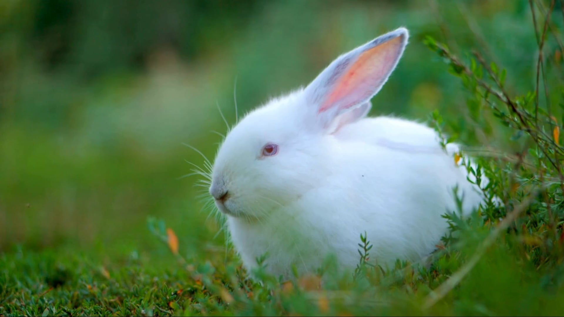 Petzee - Rabbit Hay, Pet, Rabbit Supplies