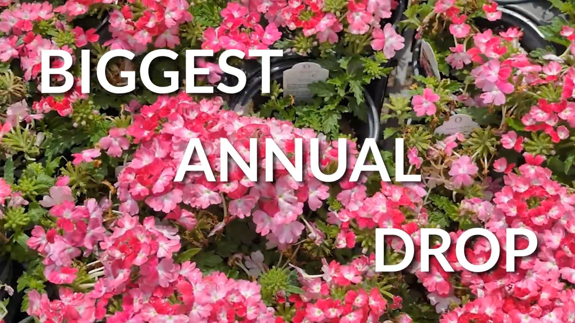 Biggest Annual Drop Announcement