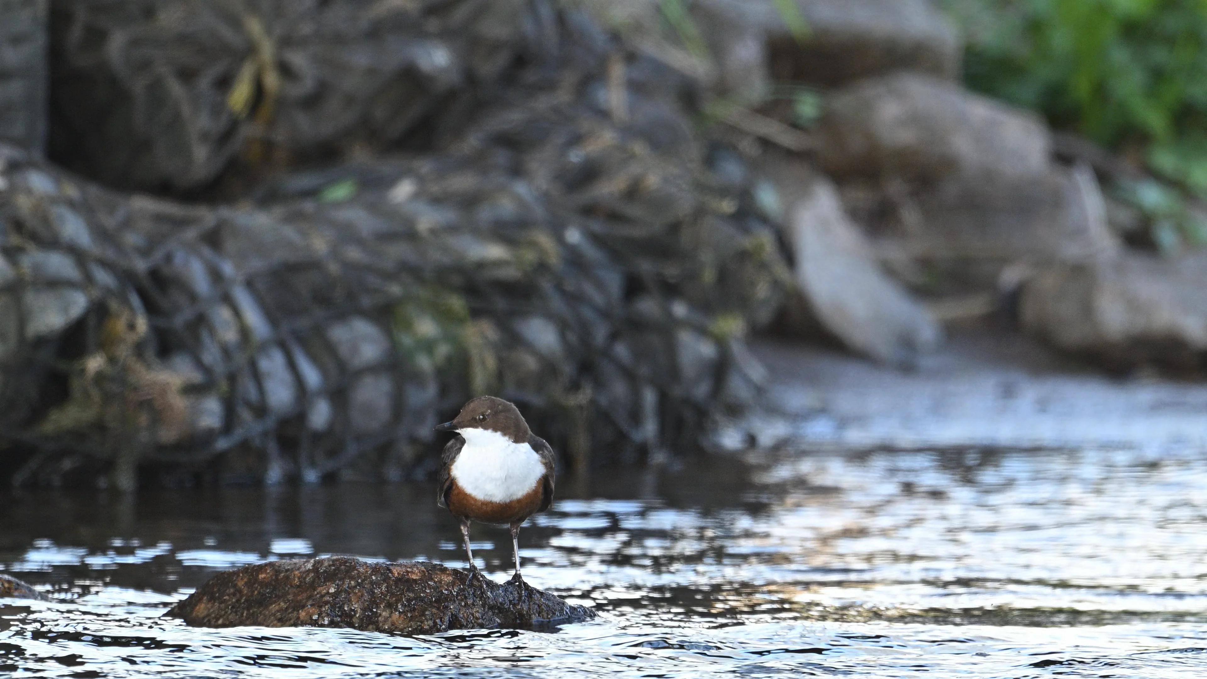 Dipper Flying Slow Motion