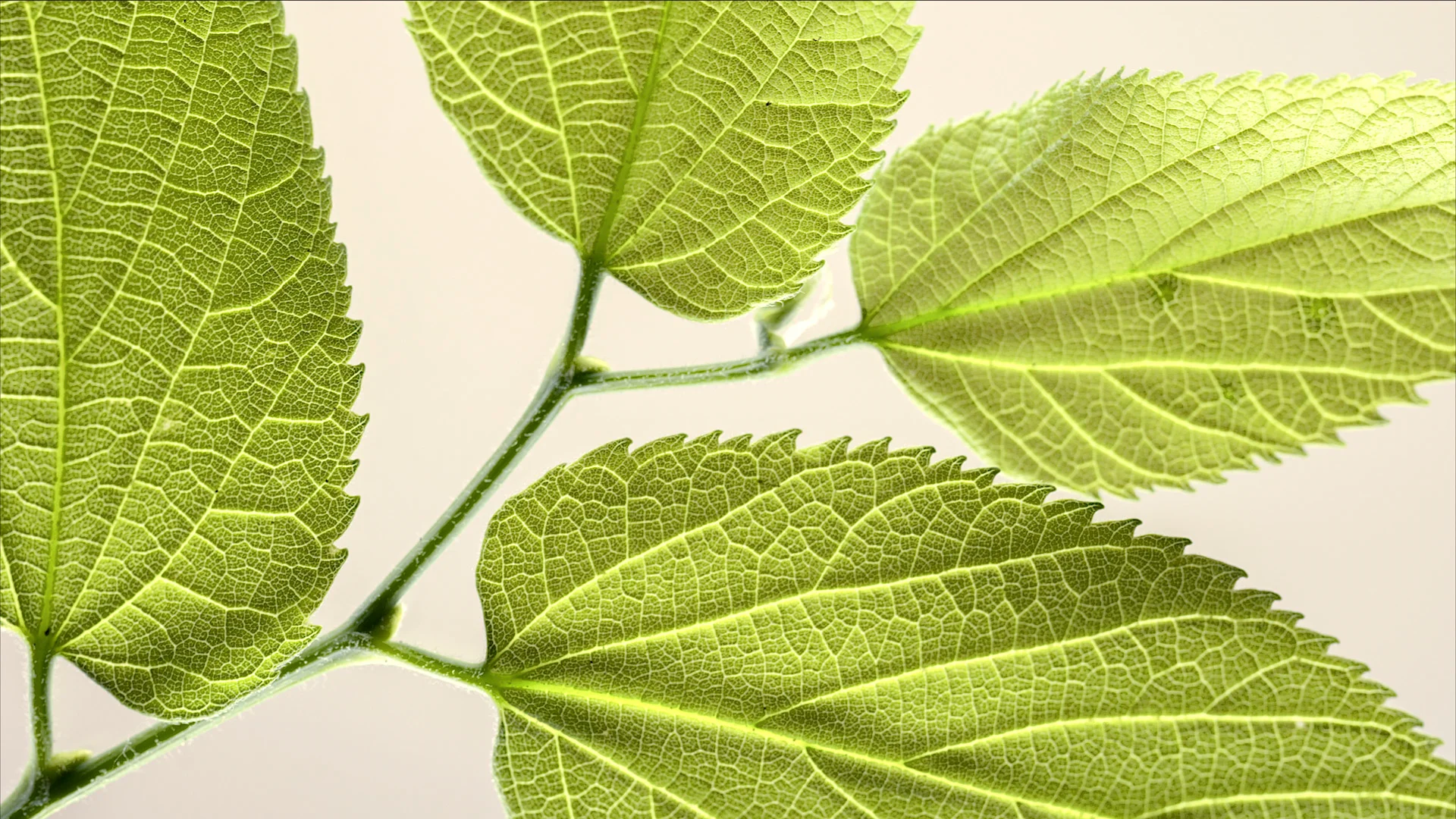 Episode 1 - Light box assembly