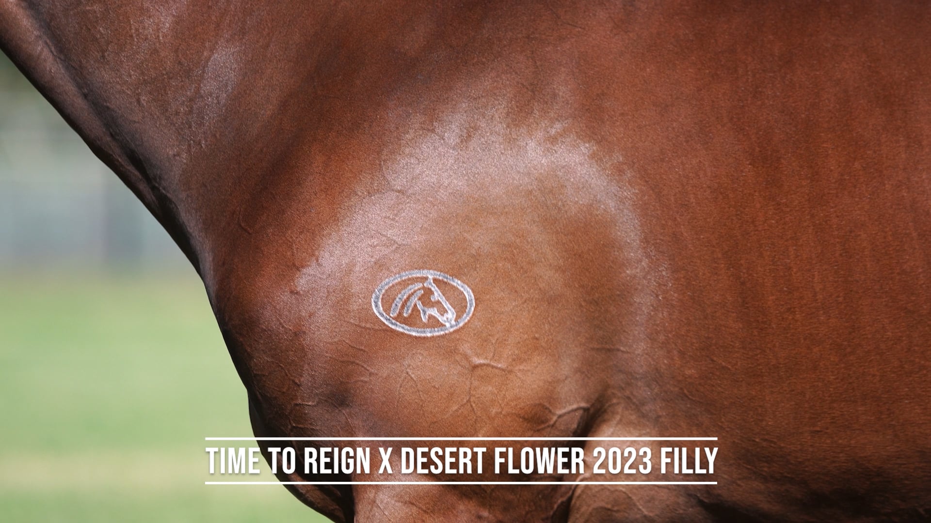 Time to Reign x Desert Flower 23 Filly