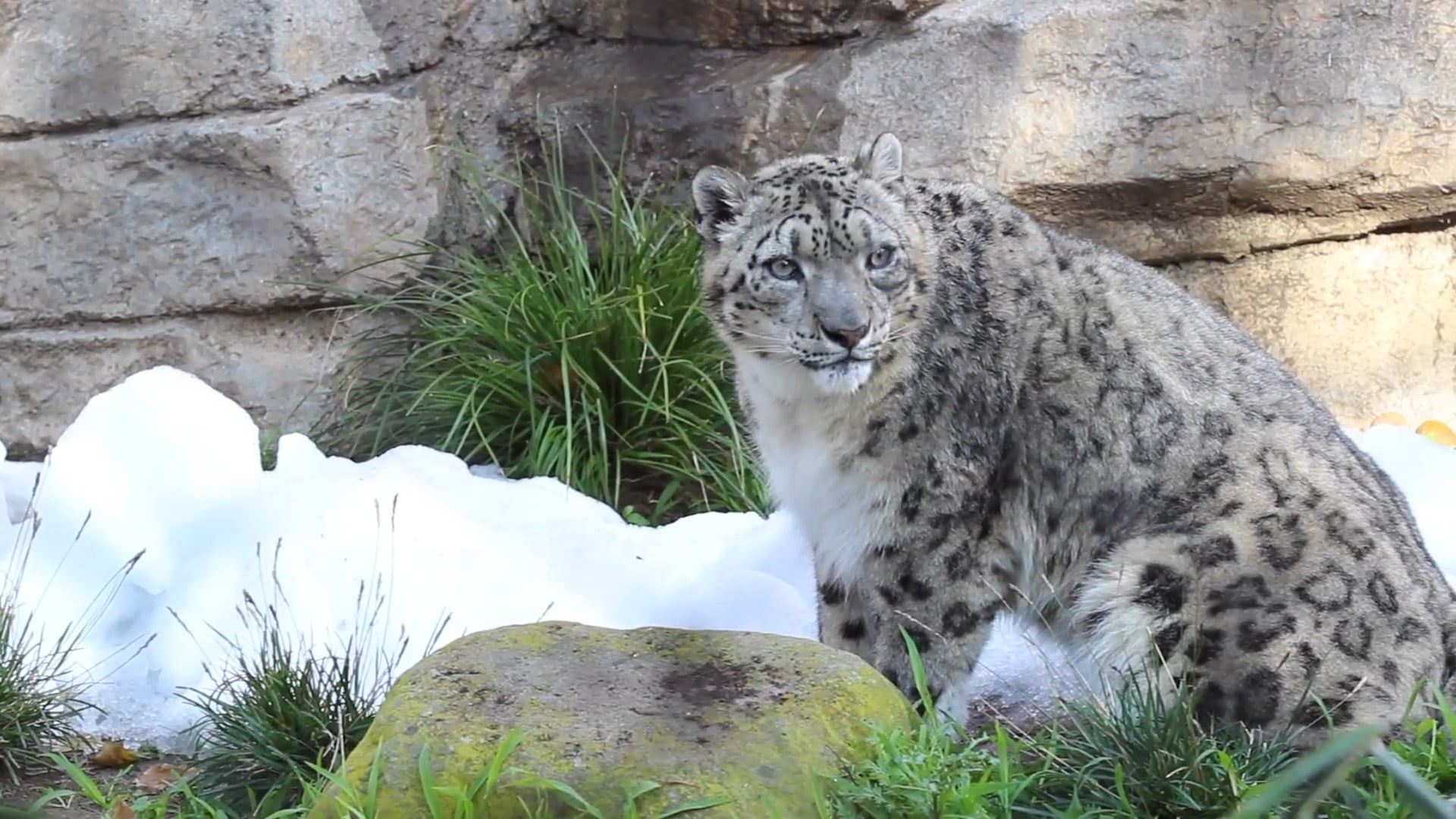 Kisa the Snow Leopard Playing in the Snow
