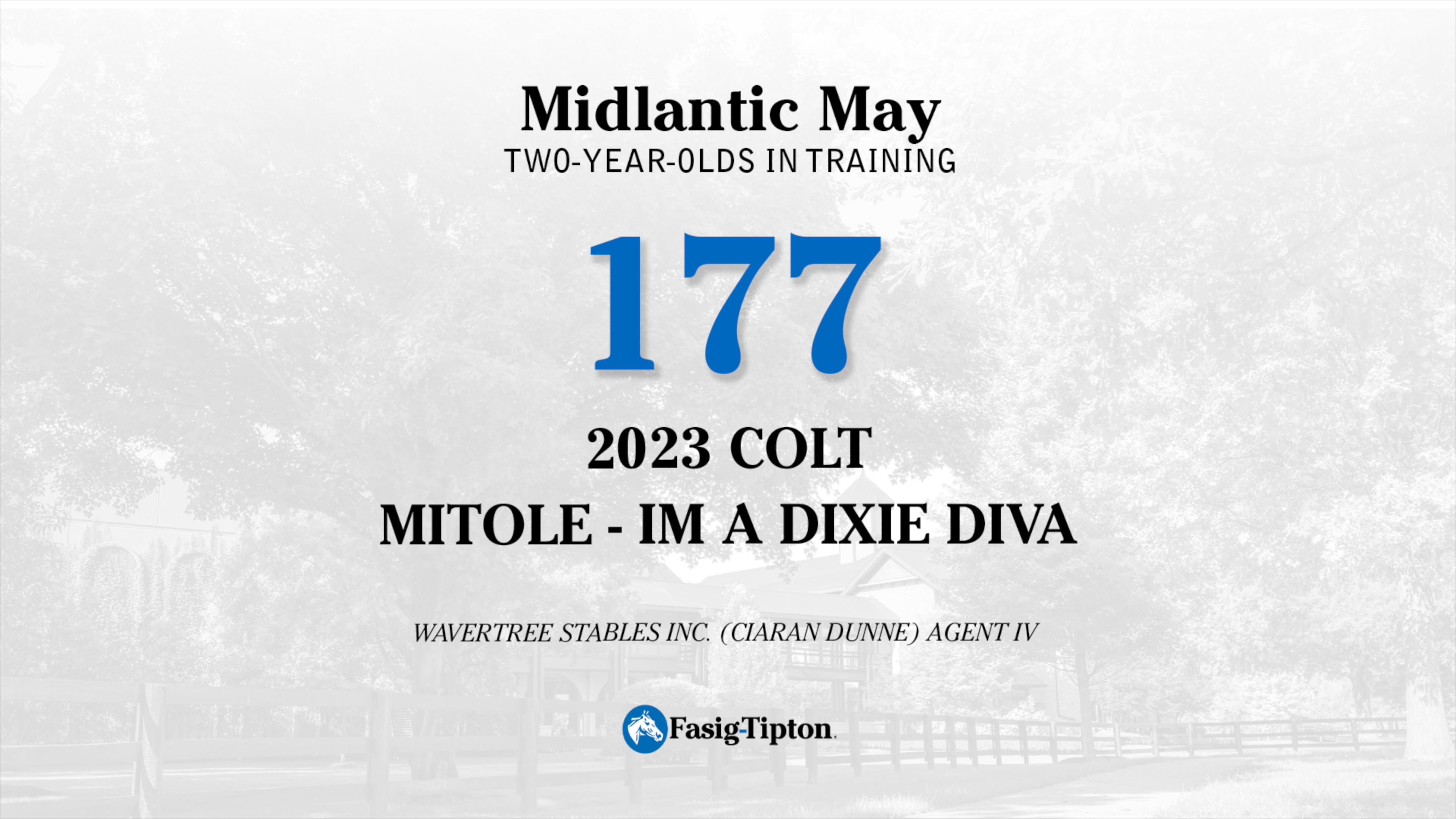 FTMMAY25, Hip 177, c. MITOLE - IM A DIXIE DIVA 23
