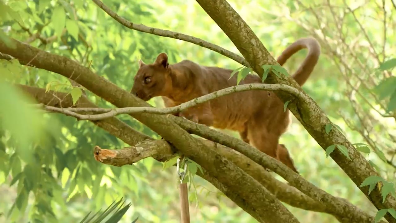 VIDEO TEASER_ Rare male fossa