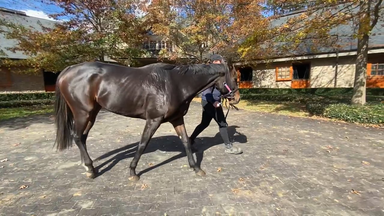 Khaznah - Inglis Digital