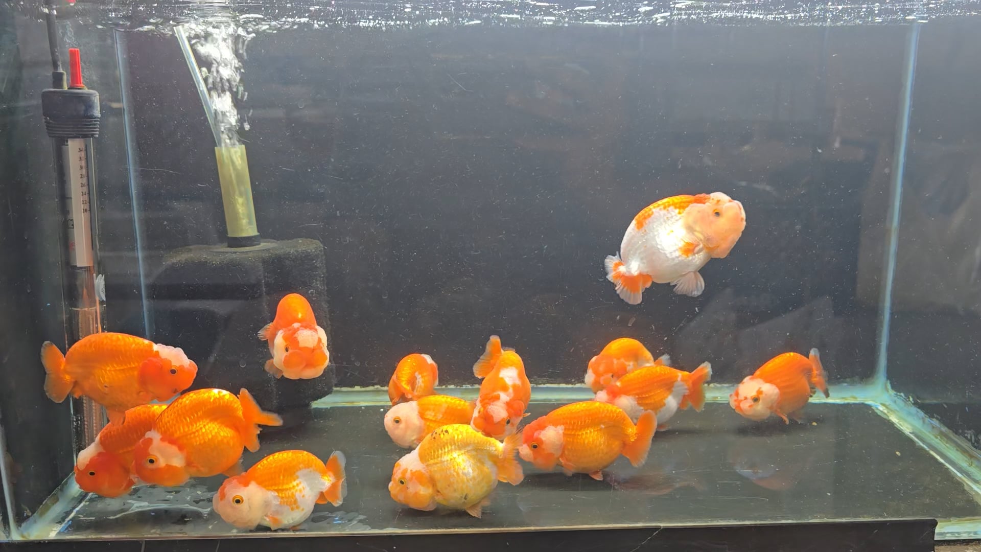 Thai Dragon Head Lionchu Ranchu 2.50in Body