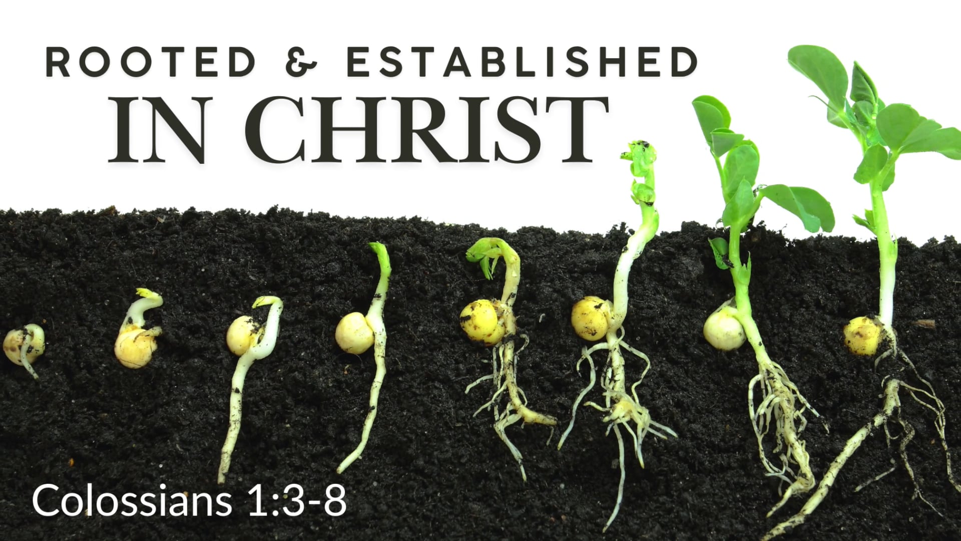 Rooted & Established in Christ ~ Colossians 1:3-8