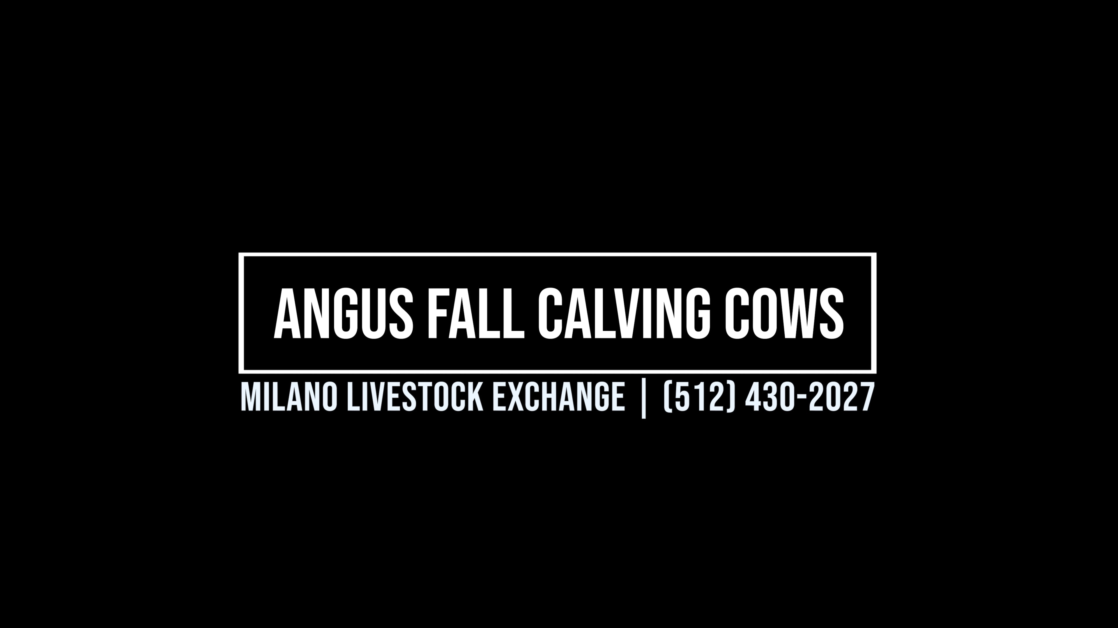 Angus Fall Calving Cows